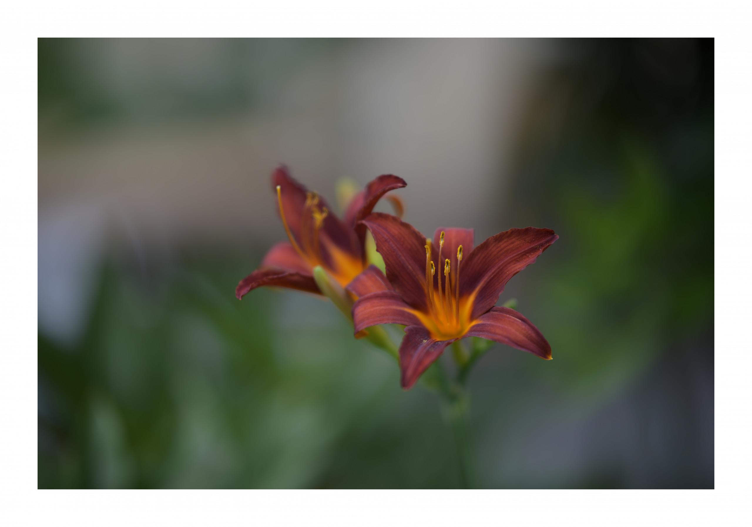 Exklusiv fotokonst vackra blommor | P&P Photo Stockholm